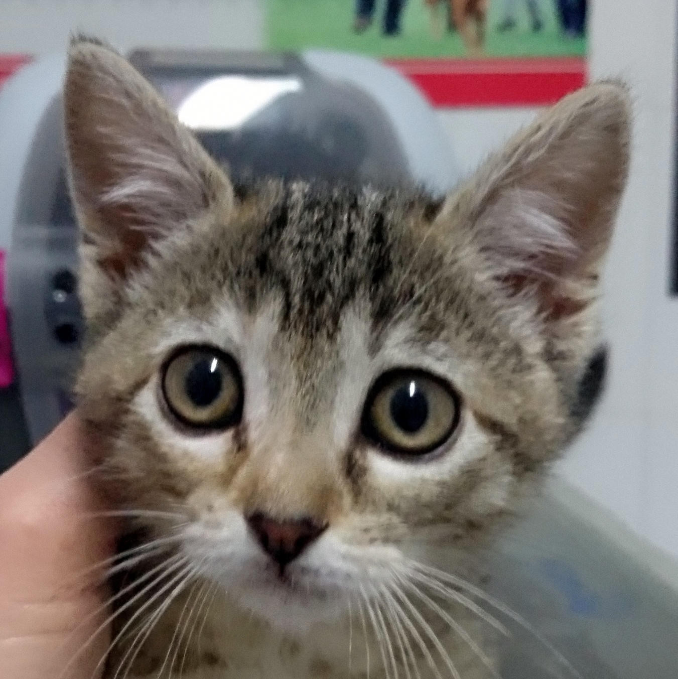 ¿Por qué llora mi gato?