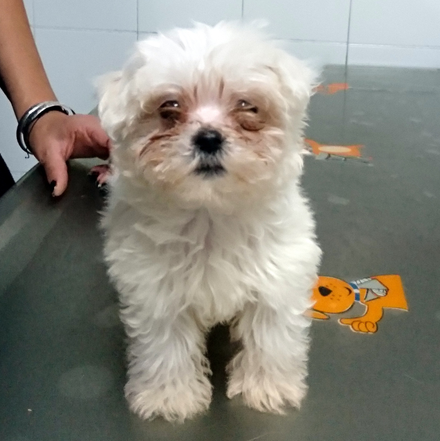 Mi perro tiene lombrices.